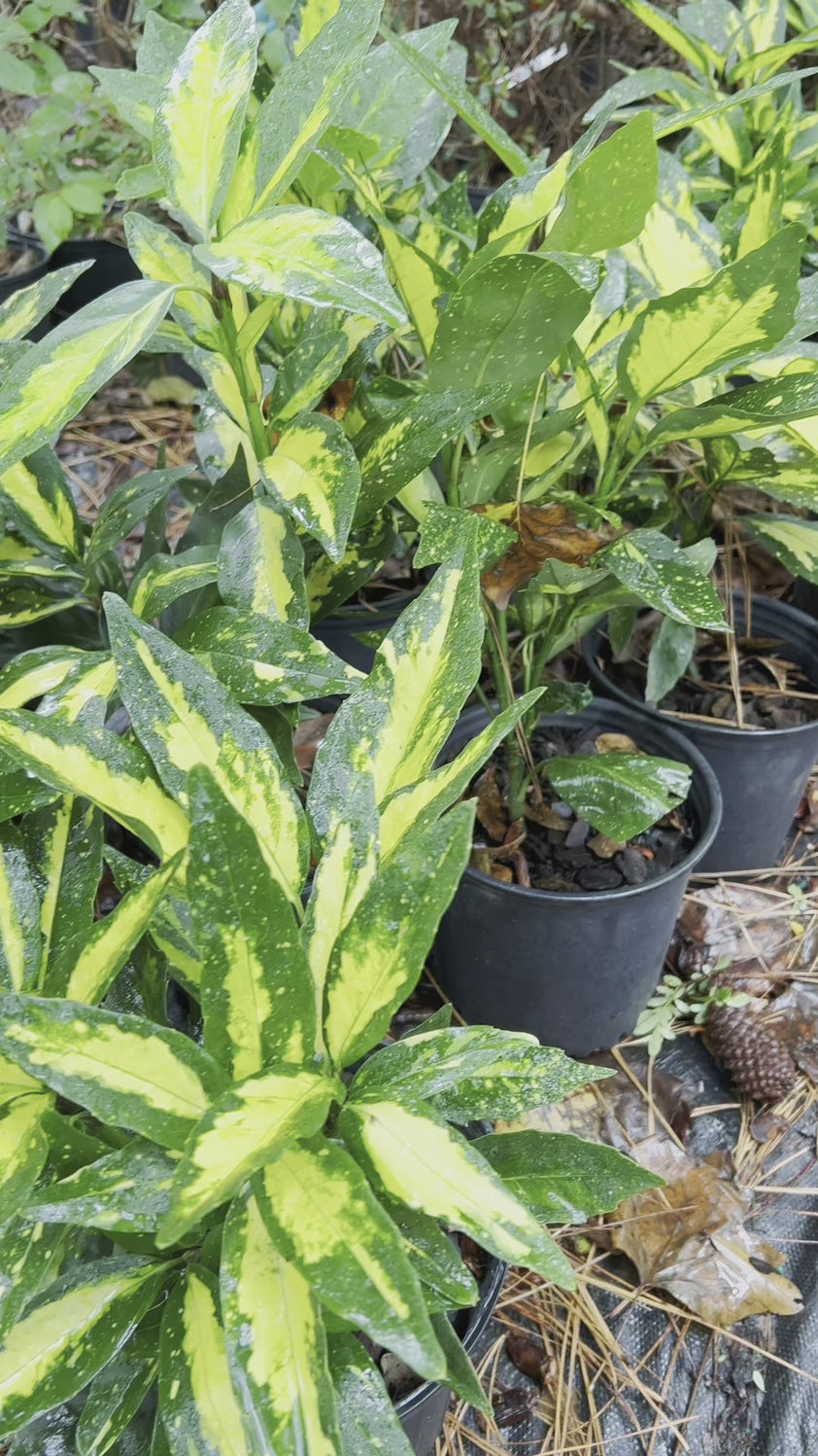 Buy Acuba Picturata Plants & Trees Online | Pixies Gardens
