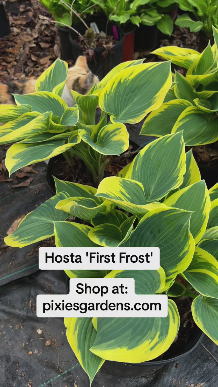 Buy Hosta 'First Frost'. Plantain Plants & Trees Online | Pixies Gardens
