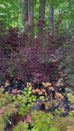 Buy Dragon Tears Japanese Maple Plants & Trees Online | Pixies Gardens