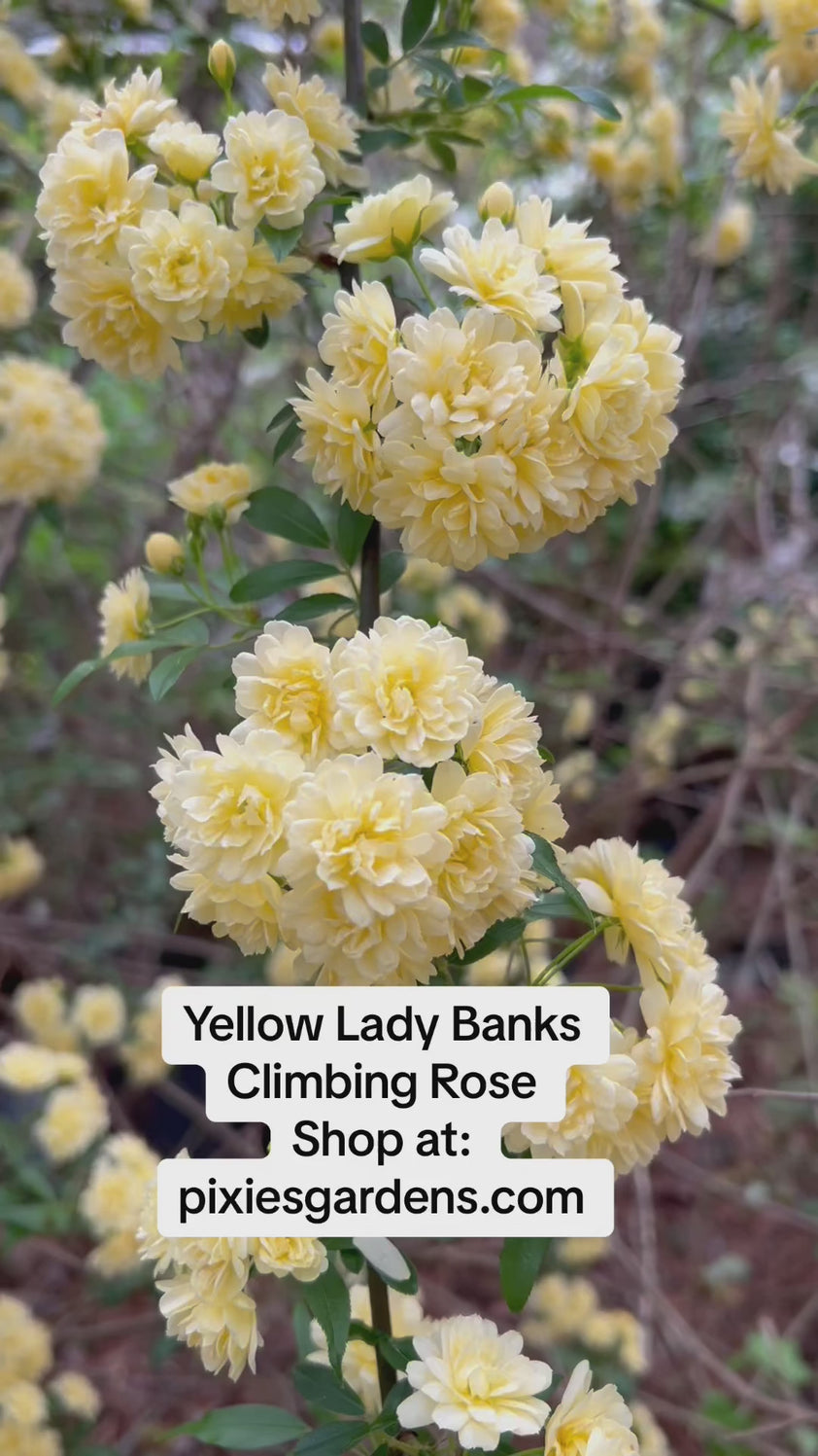 Buy Yellow Lady Banks Rose Plants & Trees Online | Pixies Gardens