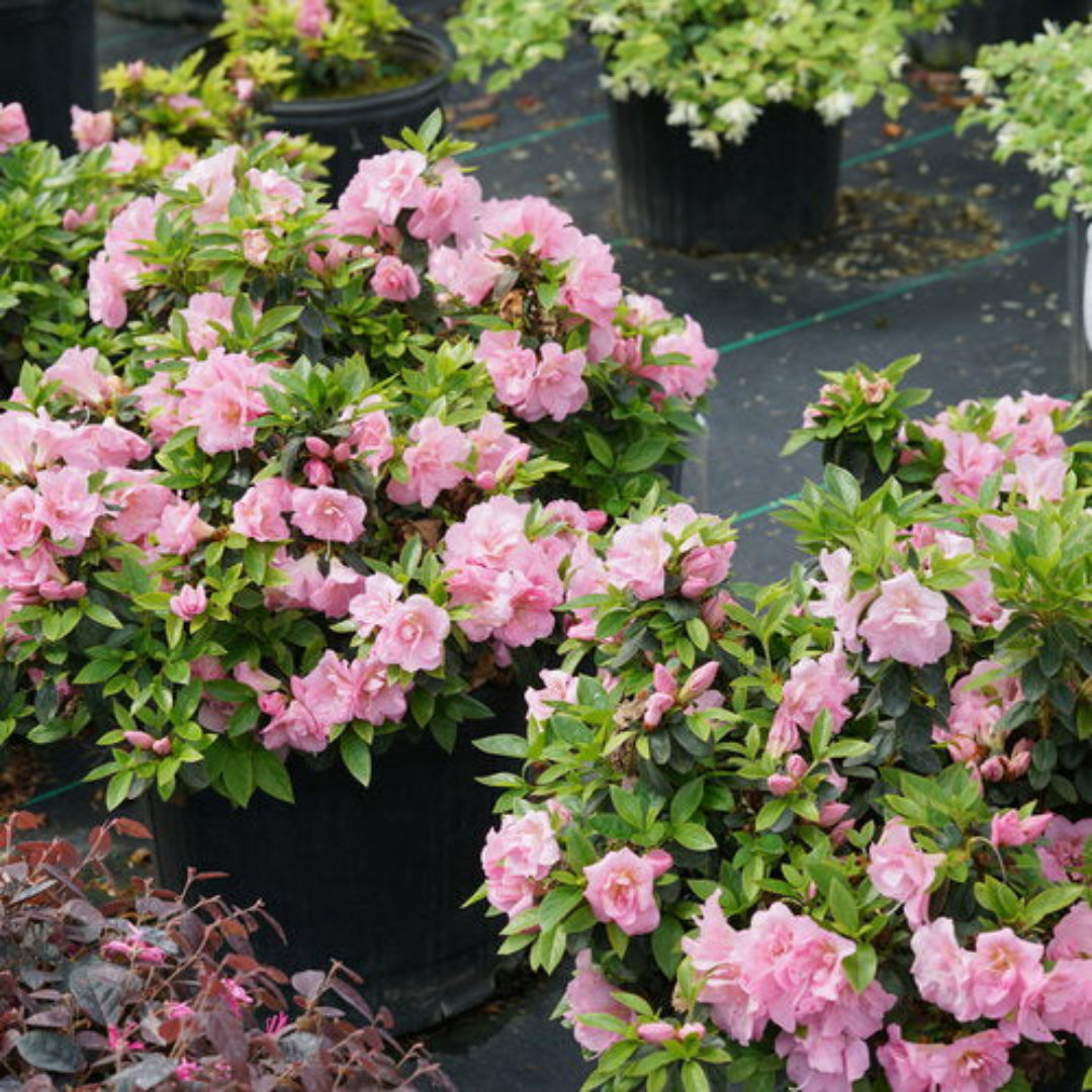 Perfecto Mundo Double Pink Reblooming Azalea buy online plants and ...