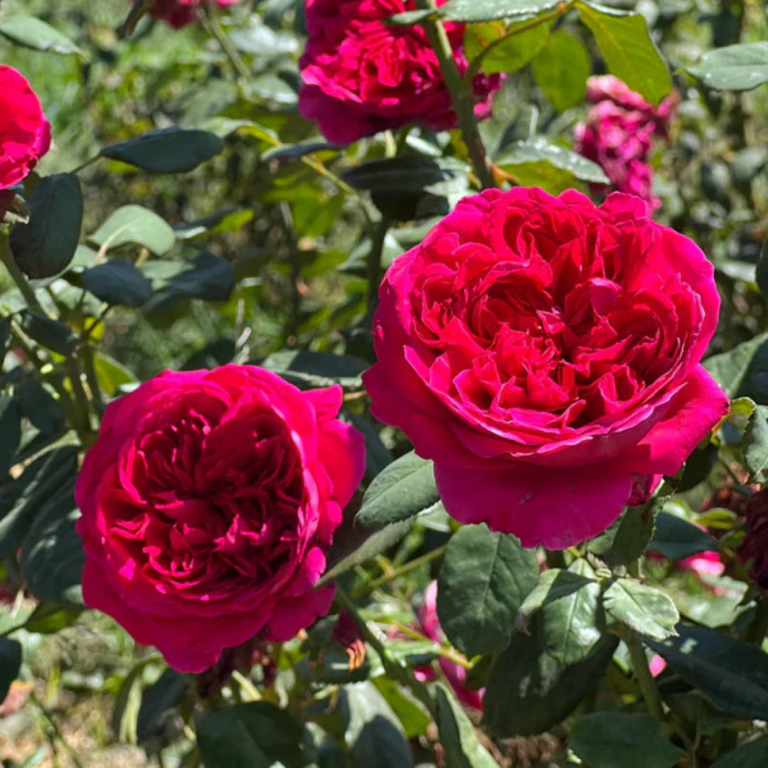 Rouge Royale Rose for Sale | Pixies Gardens
