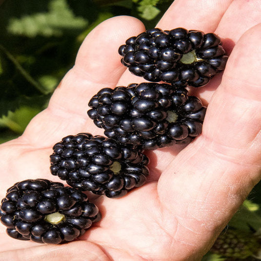 Ponca Thornless Blackberry - Sweet, Early, High-Yield Berries