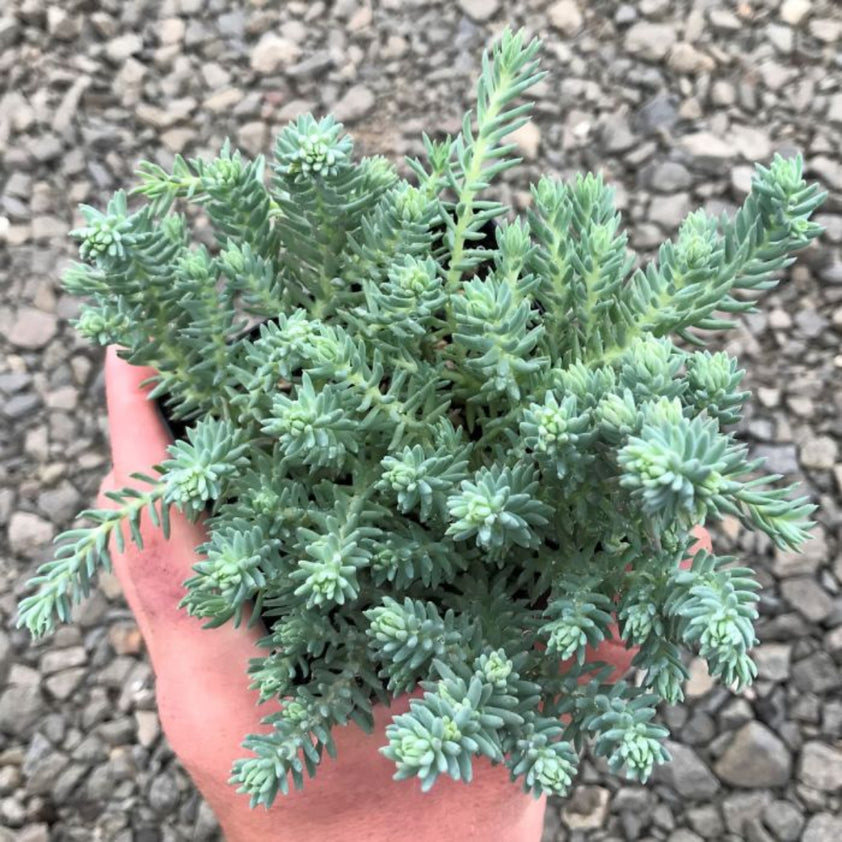 Sedum rupestre 'Blue Spruce' - [EG]