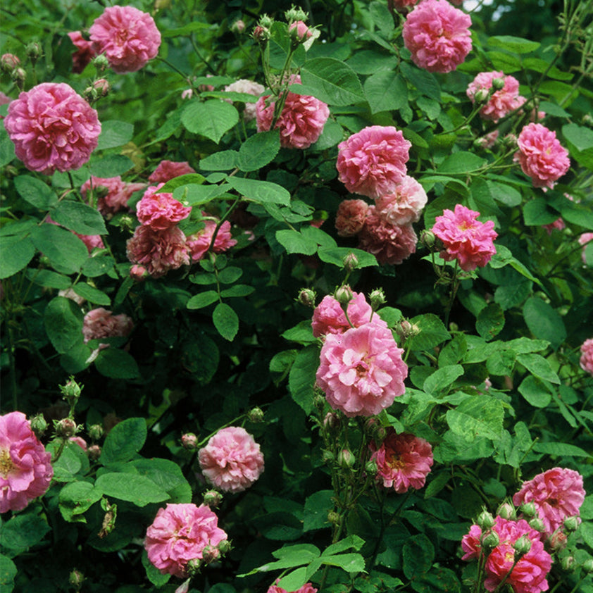 Buy Seven Sisters Rose Plants & Trees Online | Pixies Gardens