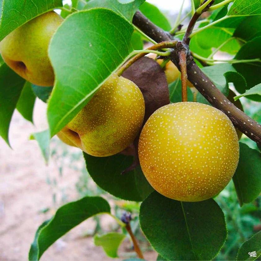 Buy Dwarf Shinko Asian Pear Tree Plants & Trees Online | Pixies Gardens
