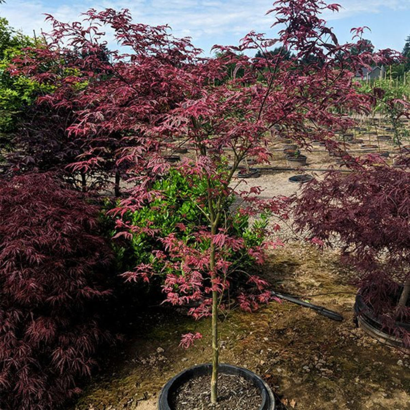 Buy Shirazz Japanese Maple Plants & Trees Online | Pixies Gardens