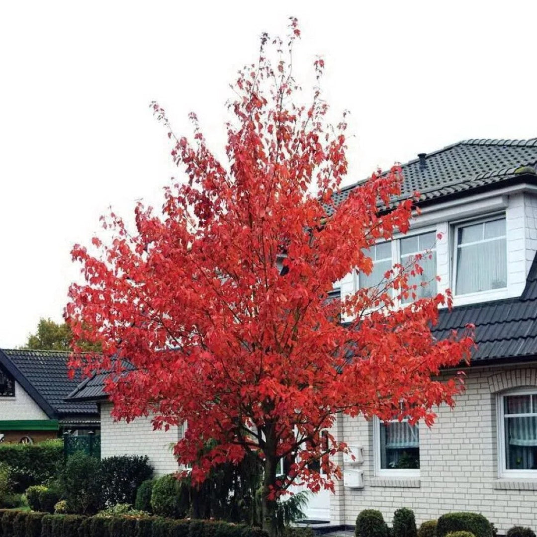 Somerset Red Maple buy online plants and trees at pixies Gardens.