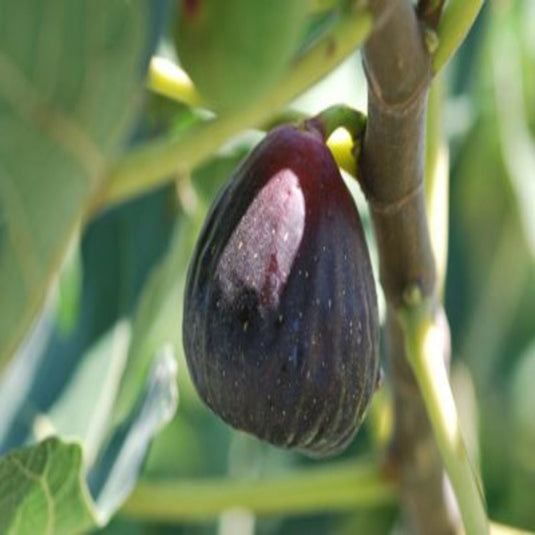Buy Texas Everbearing Fig Tree Online – Sweet Fruit & Easy Care ...