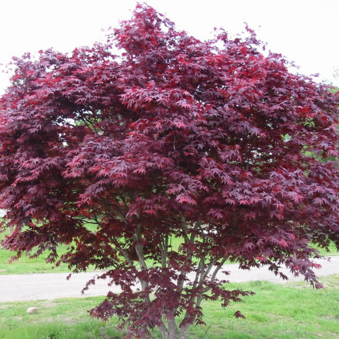 Hefner'S Red Japanese Maple buy online plants and trees at pixies Gardens.