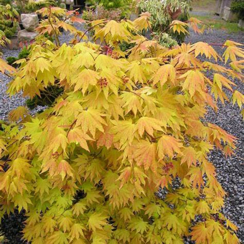 ‘Autumn Moon’ Japanese Maple