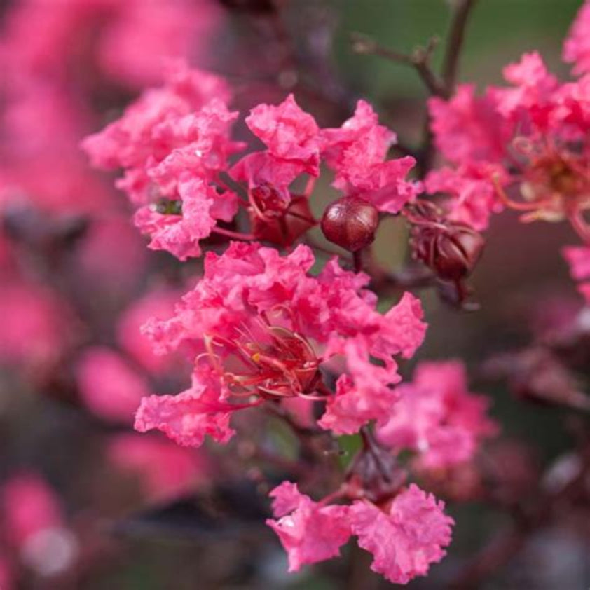 Crape Myrtle Twilight Magic buy online plants and trees at pixies Gardens.