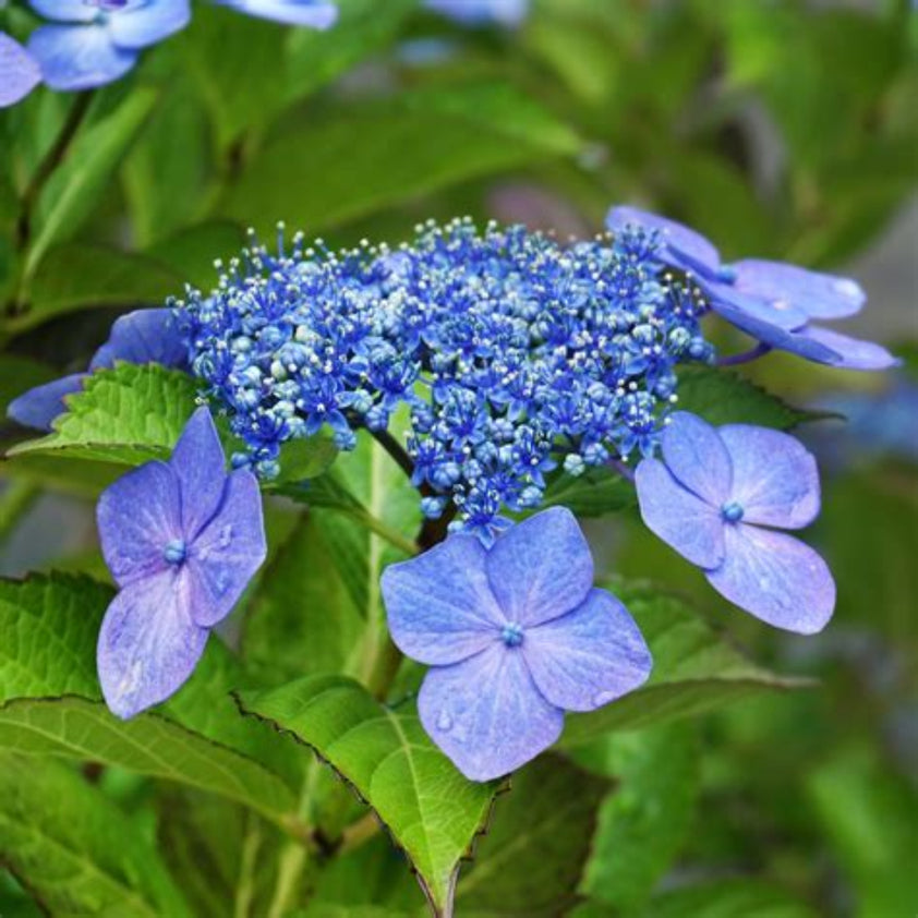Buy Dooley Hydrangea Macrophylla Plants & Trees Online | Pixies Gardens