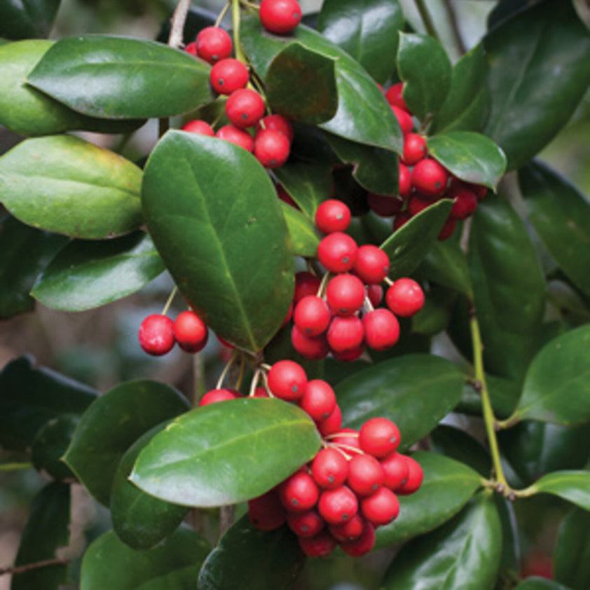 Buy Dwarf Burford Holly Plants & Trees Online | Pixies Gardens