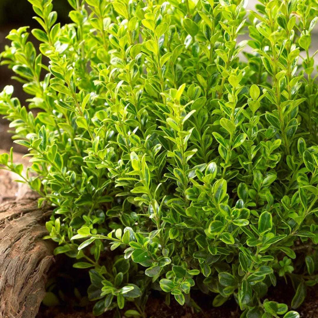 Buy Golden Dream Buxus Plants & Trees Online | Pixies Gardens