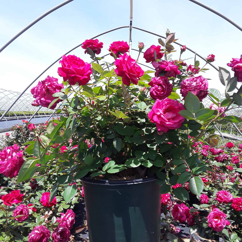 Sweet Spirit Rose for Sale | Pixies Gardens