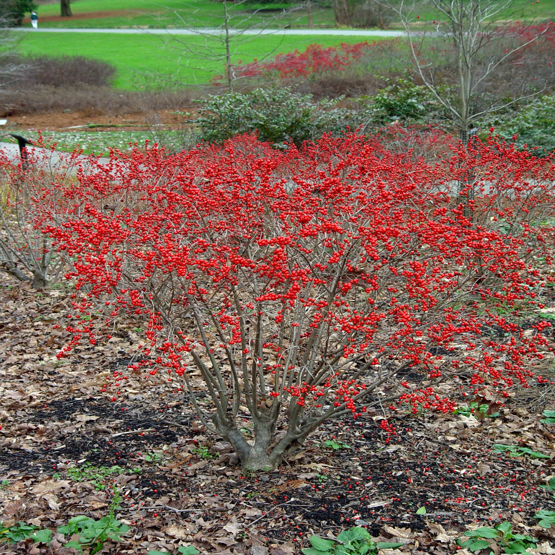 Buy Red Sprite Winterberry Plants & Trees Online | Pixies Gardens