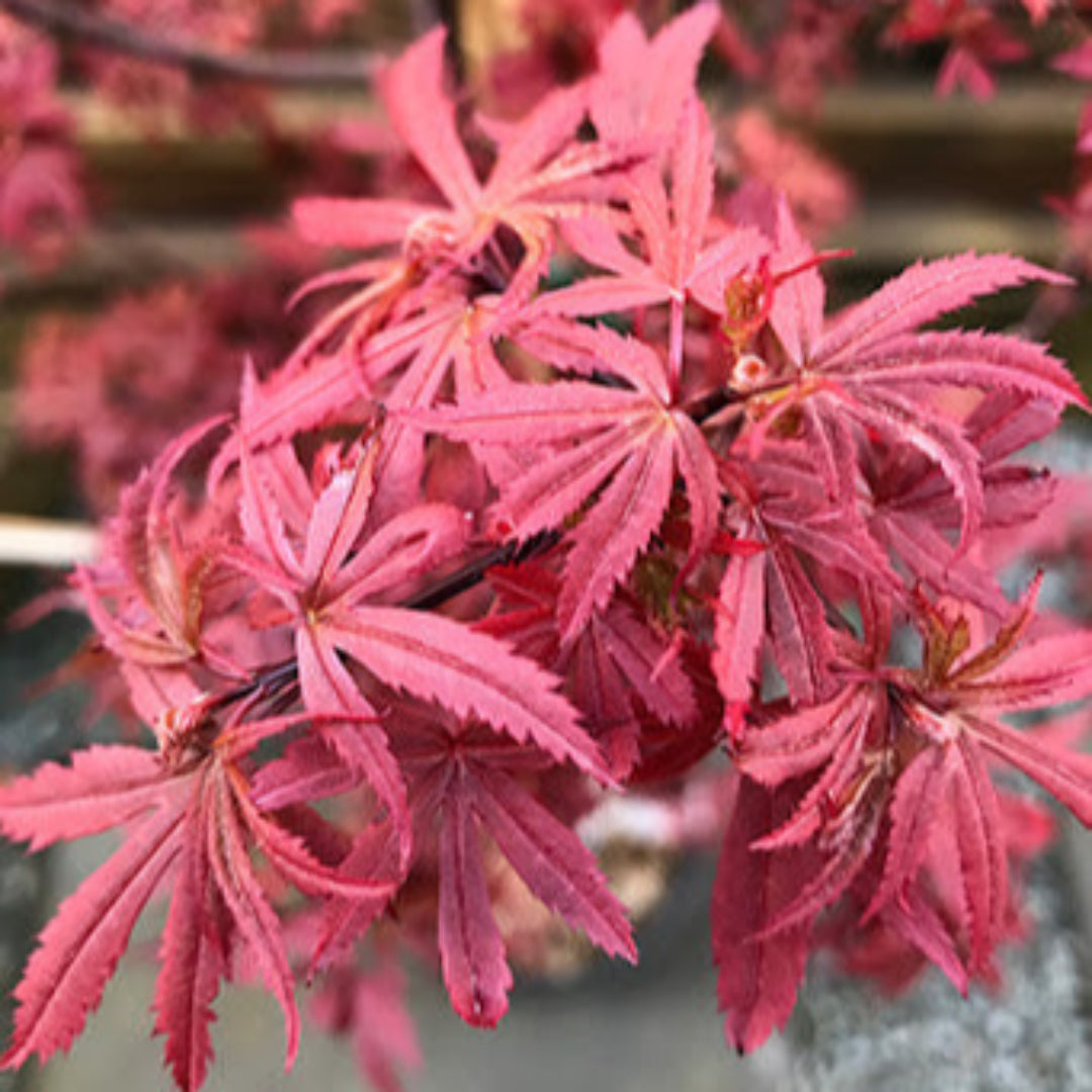 Kandy Kitchen Japanese Maple buy online plants and trees at pixies Gardens.