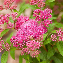 Buy Superstar Spirea Plants & Trees Online | Pixies Gardens