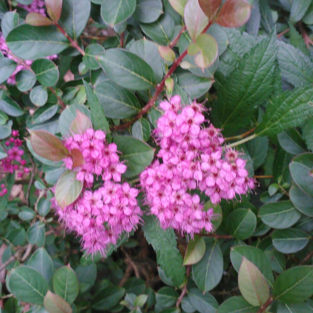 Buy Neon Flash Spirea Plants & Trees Online | Pixies Gardens