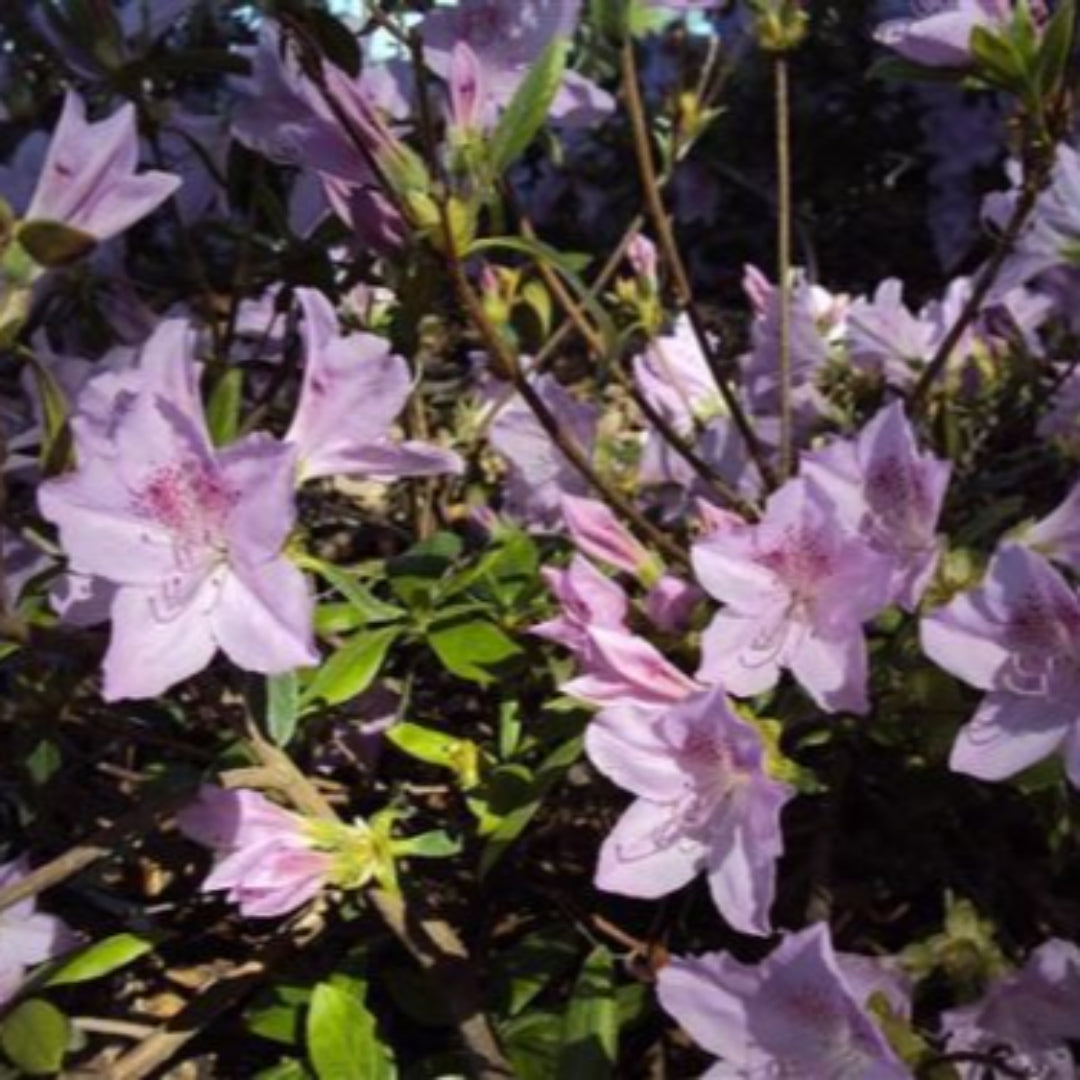 Mildred Mae-Hybrid Azalea, Delicate Lavender Flowers, Compact Evergreen ...