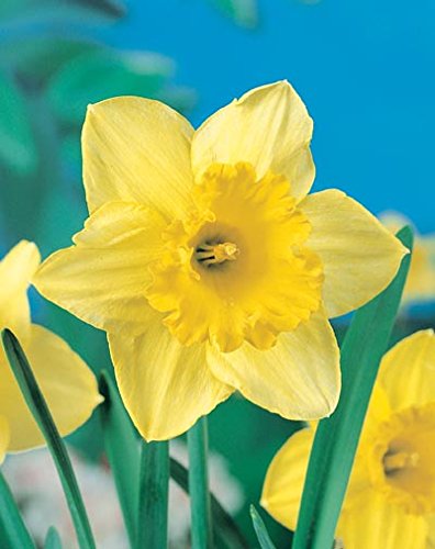 Buy Daffodil Plants & Trees Online | Pixies Gardens
