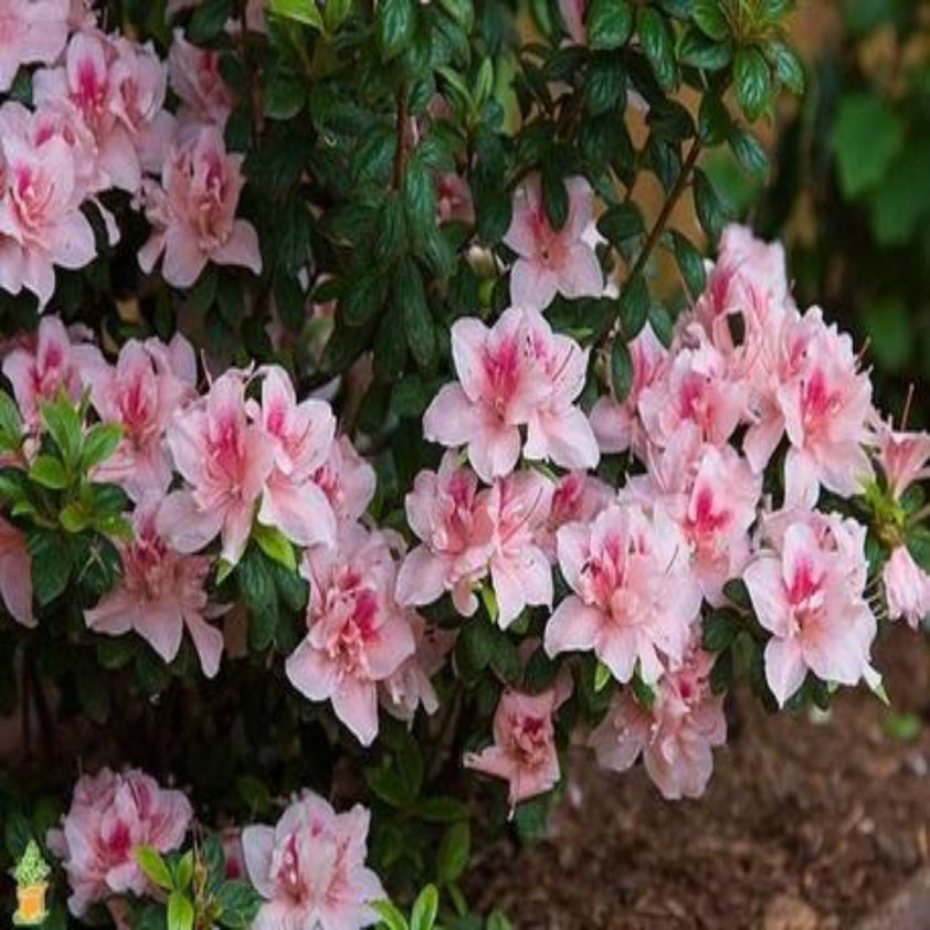 Buy Autumn Chiffon Encore Azalea Plants & Trees Online | Pixies Gardens