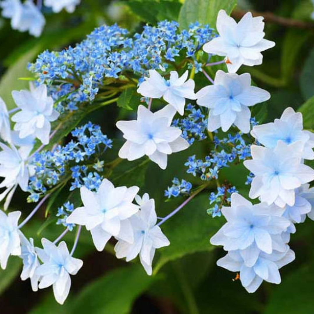 Buy Hanabi Hydrangea Plants & Trees Online | Pixies Gardens