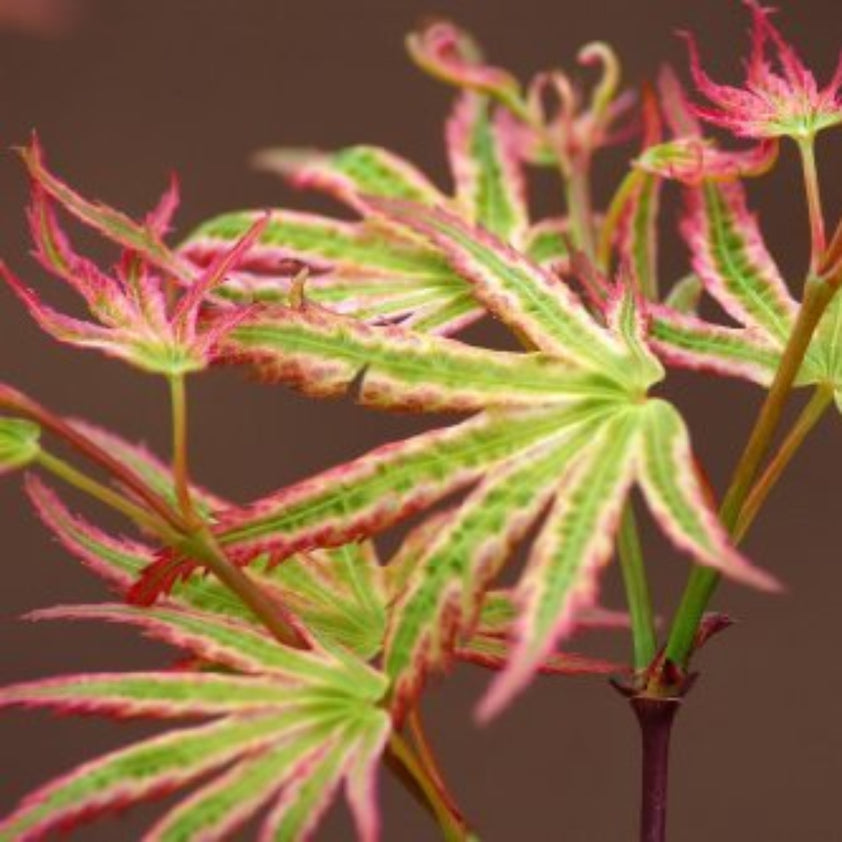 Buy Alpenweiss Japanese Maple Tree Plants & Trees Online | Pixies Gardens