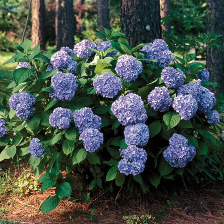 Buy All Summer Beauty Hydrangea Plants & Trees Online | Pixies Gardens