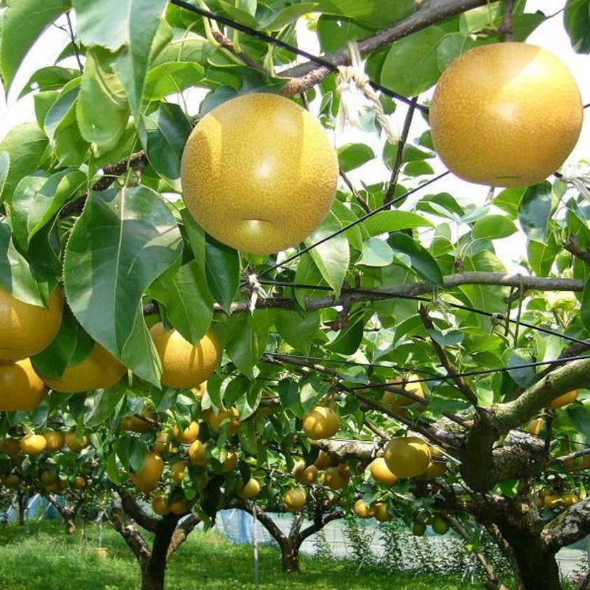 20th Century Asian Pear Tree buy online plants and trees at pixies Gardens.
