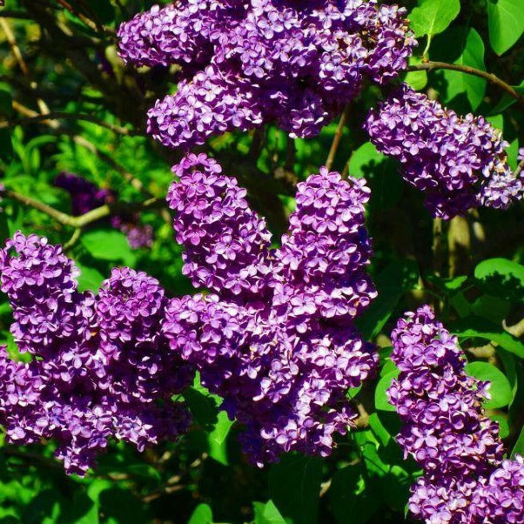 Buy Old Fashioned Lilac Plants & Trees Online | Pixies Gardens