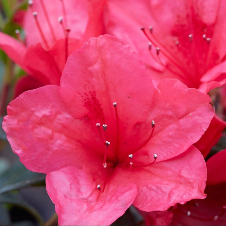 Azalea Fuchsia Parasol Deja Bloom buy online plants and trees at pixies ...