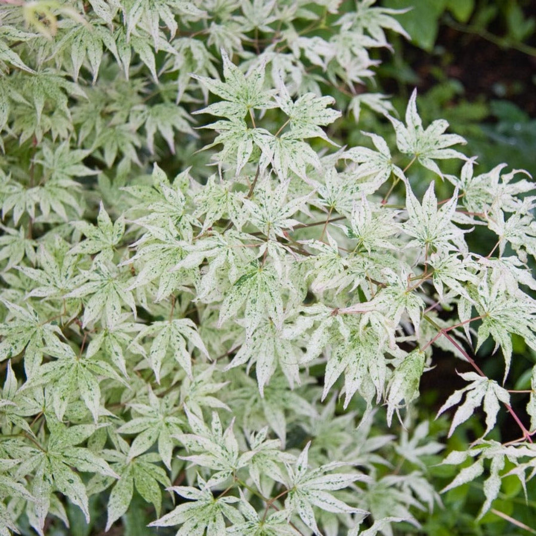Buy Ukigumo Japanese Maple Plants & Trees Online | Pixies Gardens