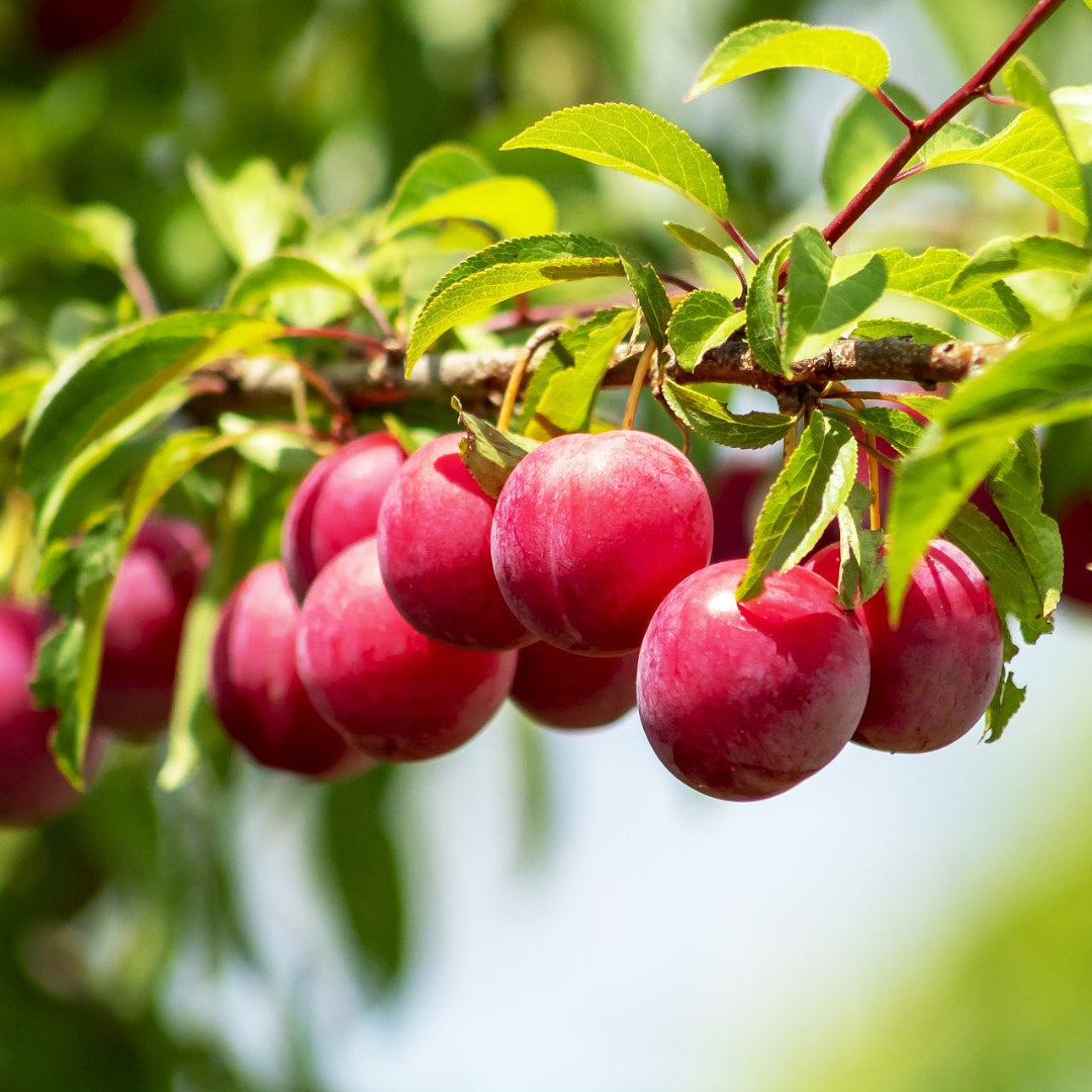 Buy Au Rosa Plum Plants & Trees Online | Pixies Gardens