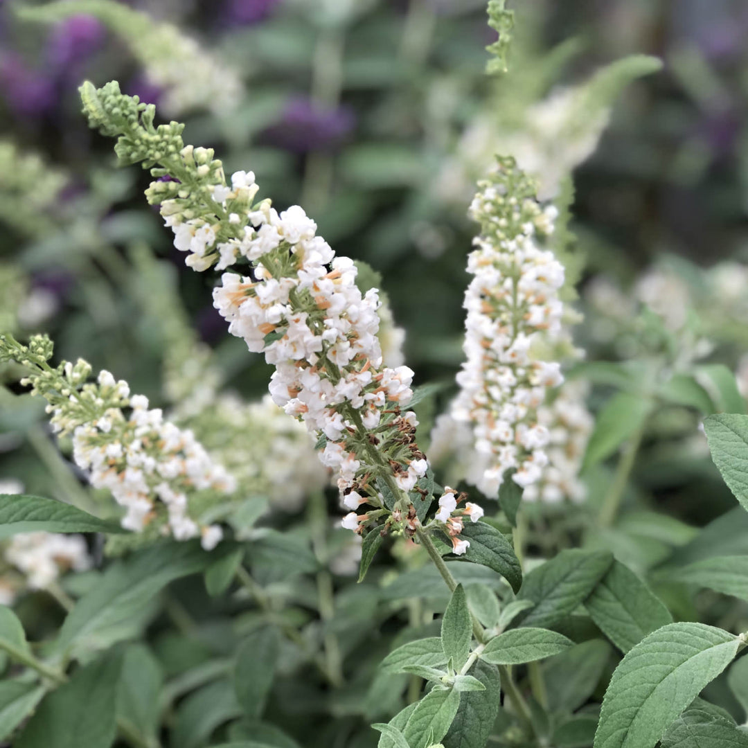 Buddleia Lo & Behold 'Ice Chip' Butterfly Bush buy online plants and ...