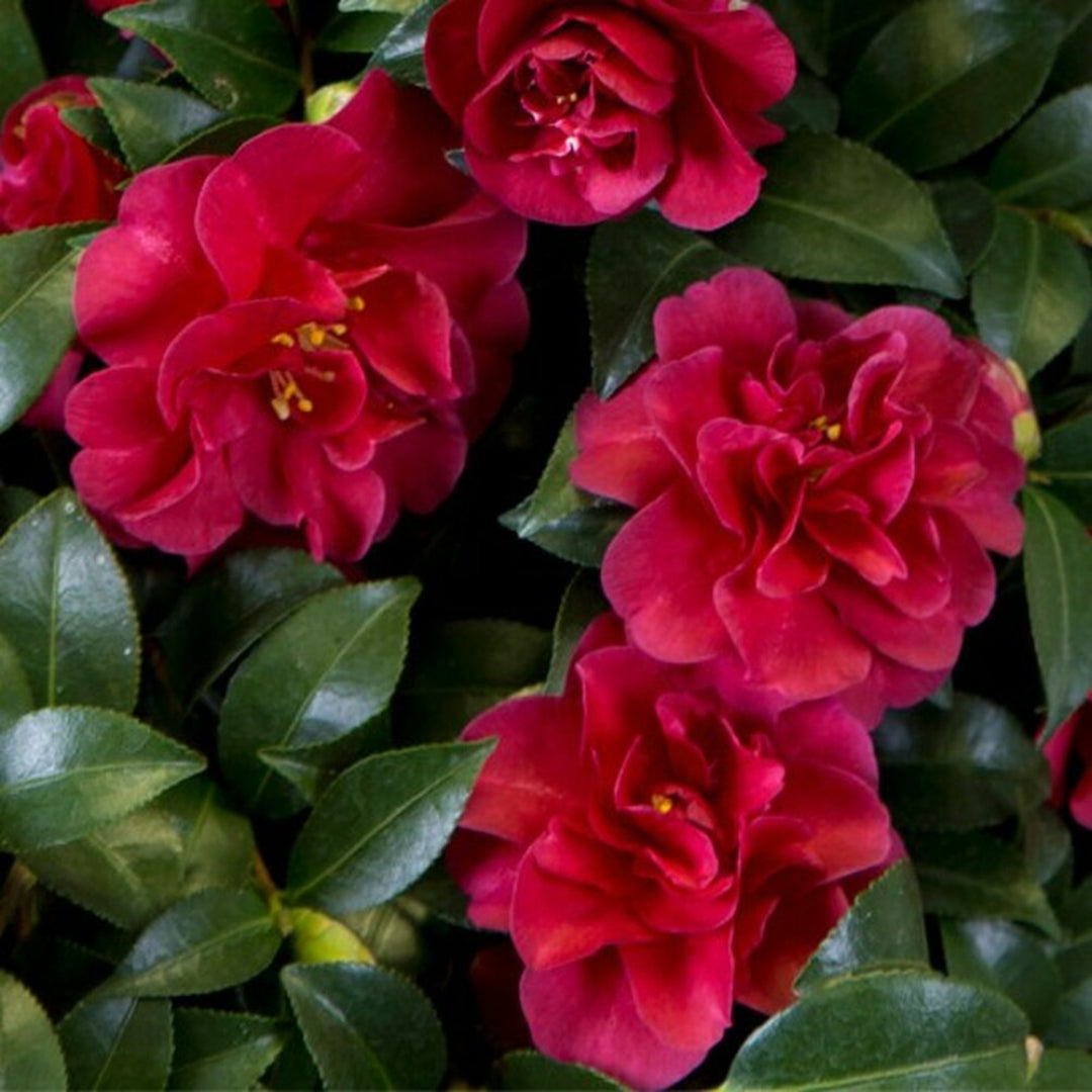 October Magic Ruby Camellia buy online plants and trees at pixies Gardens.