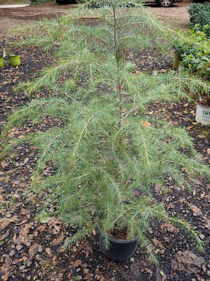Buy Electra Blue Deodar Cedar Plants & Trees Online | Pixies Gardens