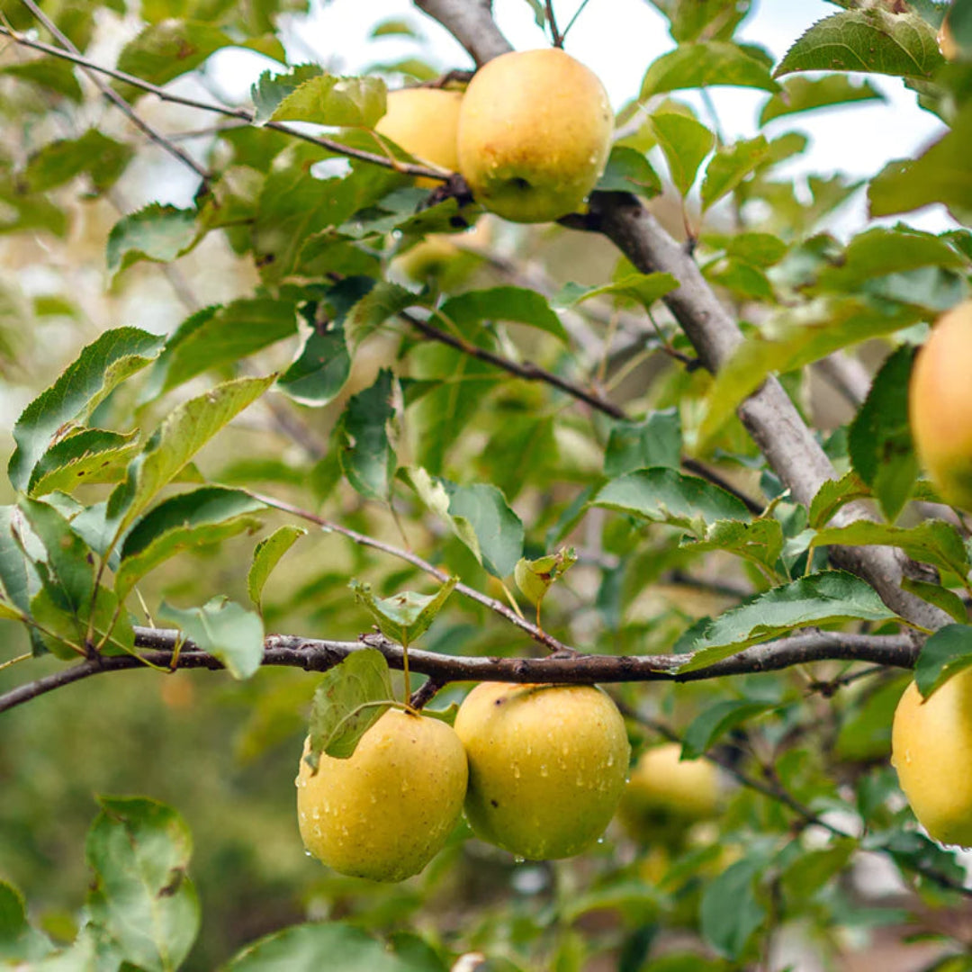 Buy Ein Shemer Apple Tree Plants & Trees Online | Pixies Gardens