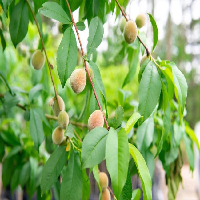 Buy Florida King Peach Tree Plants & Trees Online | Pixies Gardens