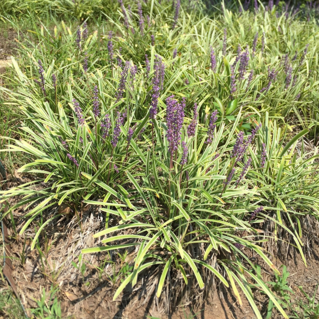 Buy Liriope Spicata "Creeping Lily Turf" Plants & Trees Online | Pixies ...