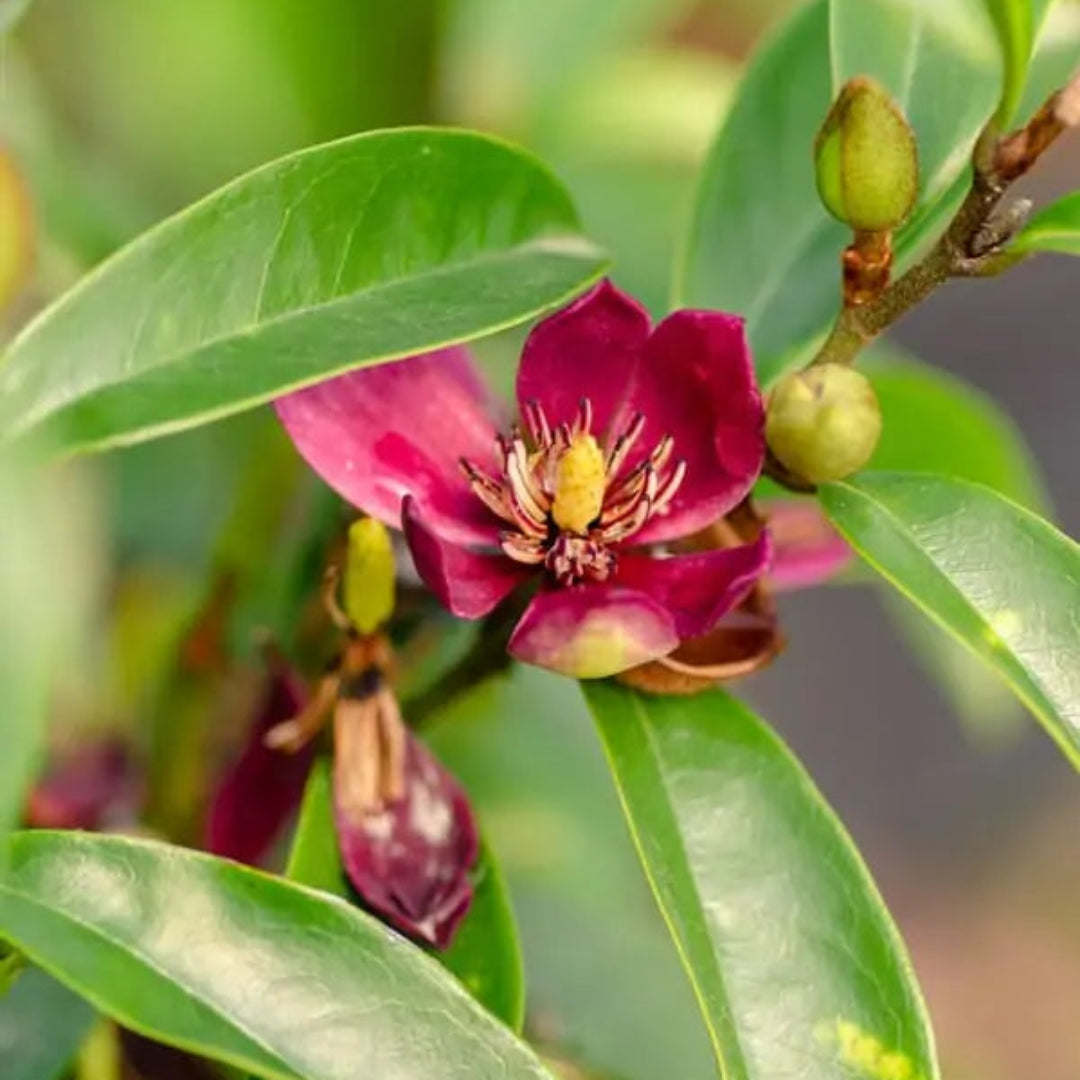 Stellar Ruby Magnolia Tree - Ruby Blooms for Any Garden