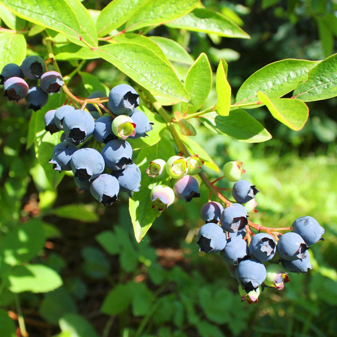 Wild Blueberry Bush