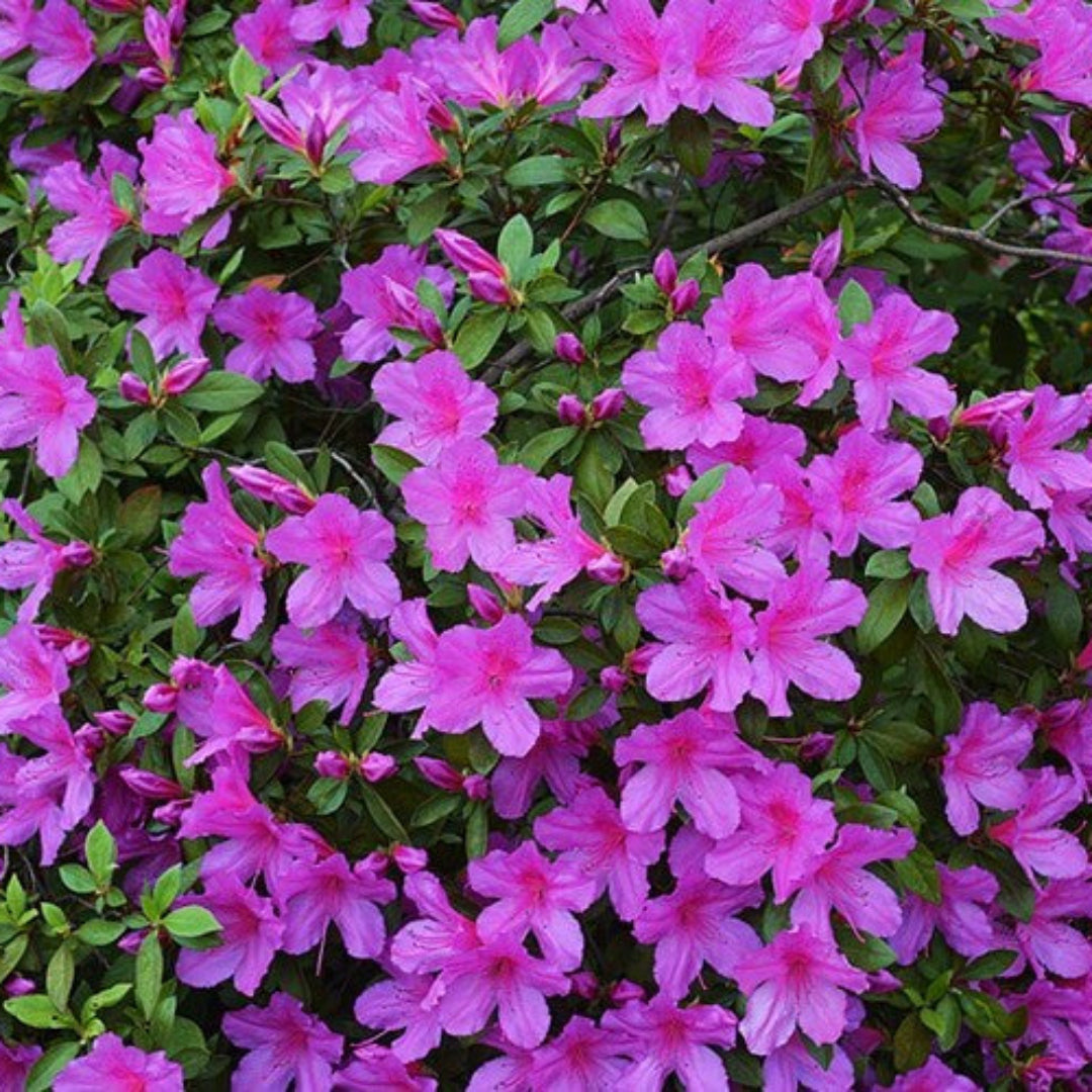 Purple Formosa Azalea buy online plants and trees at pixies Gardens.