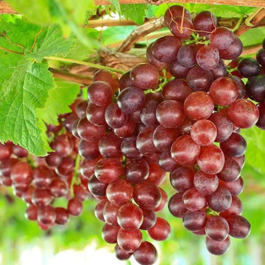 Buy Reliance Red Seedless Grape Vine Plants & Trees Online | Pixies Gardens