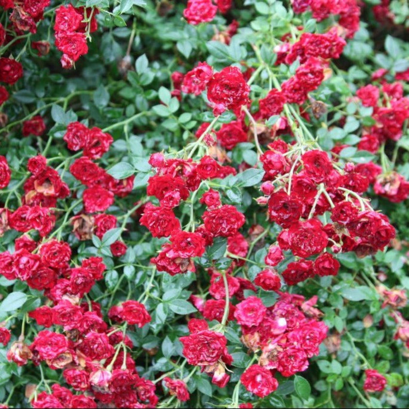 Buy Red Cascade Rose Plants & Trees Online | Pixies Gardens