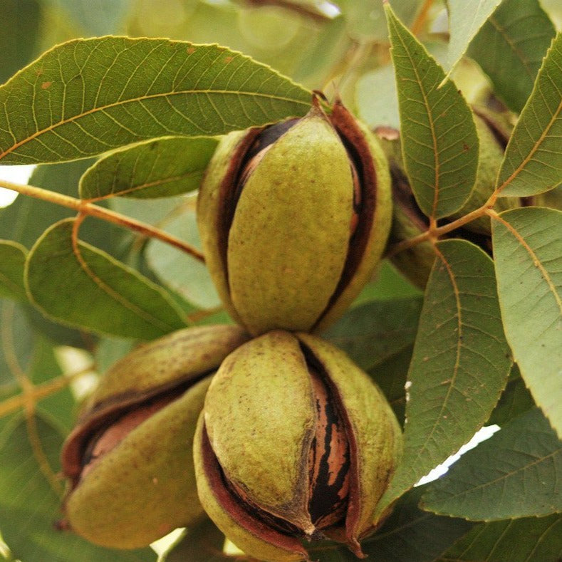 Buy Ellis Pecan Tree Plants & Trees Online | Pixies Gardens