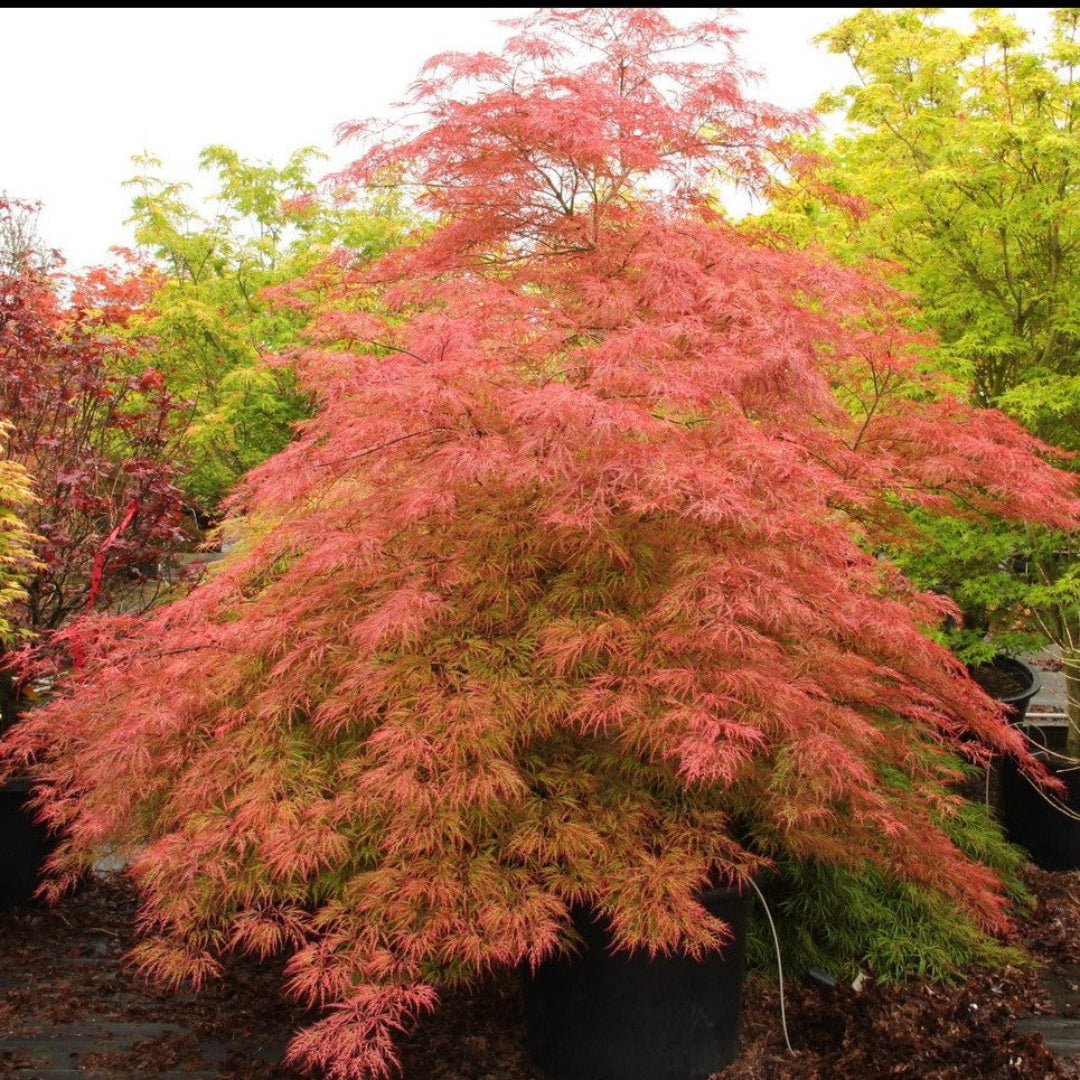 Buy Baldsmith Japanese Maple Plants & Trees Online | Pixies Gardens