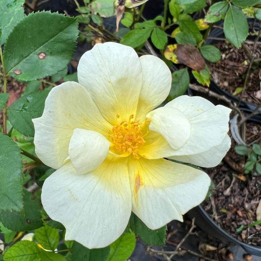 Buy Sunny Knockout Rose Plants & Trees Online | Pixies Gardens