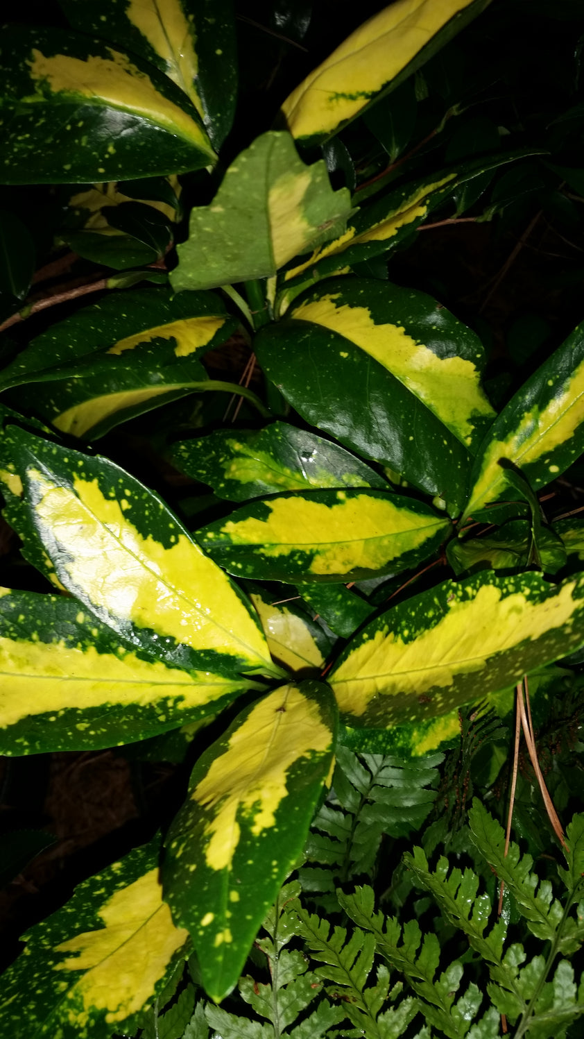 Buy Acuba Picturata Plants & Trees Online | Pixies Gardens
